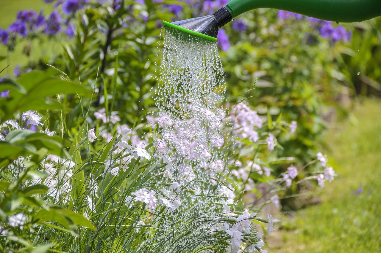 Giesswasserarten und ihre Anwendung | Pflanzmich.de