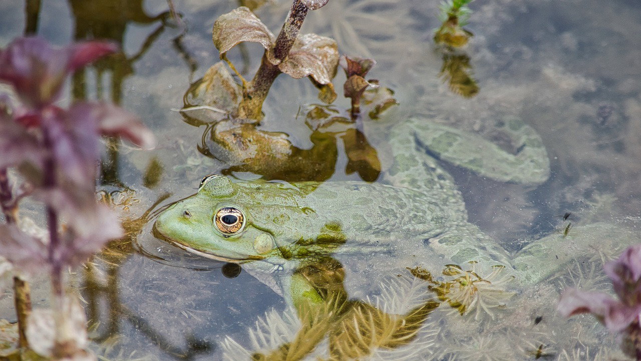 Wasserpflanze des Jahres | Pflanzmich.de | Pflanzmich.de