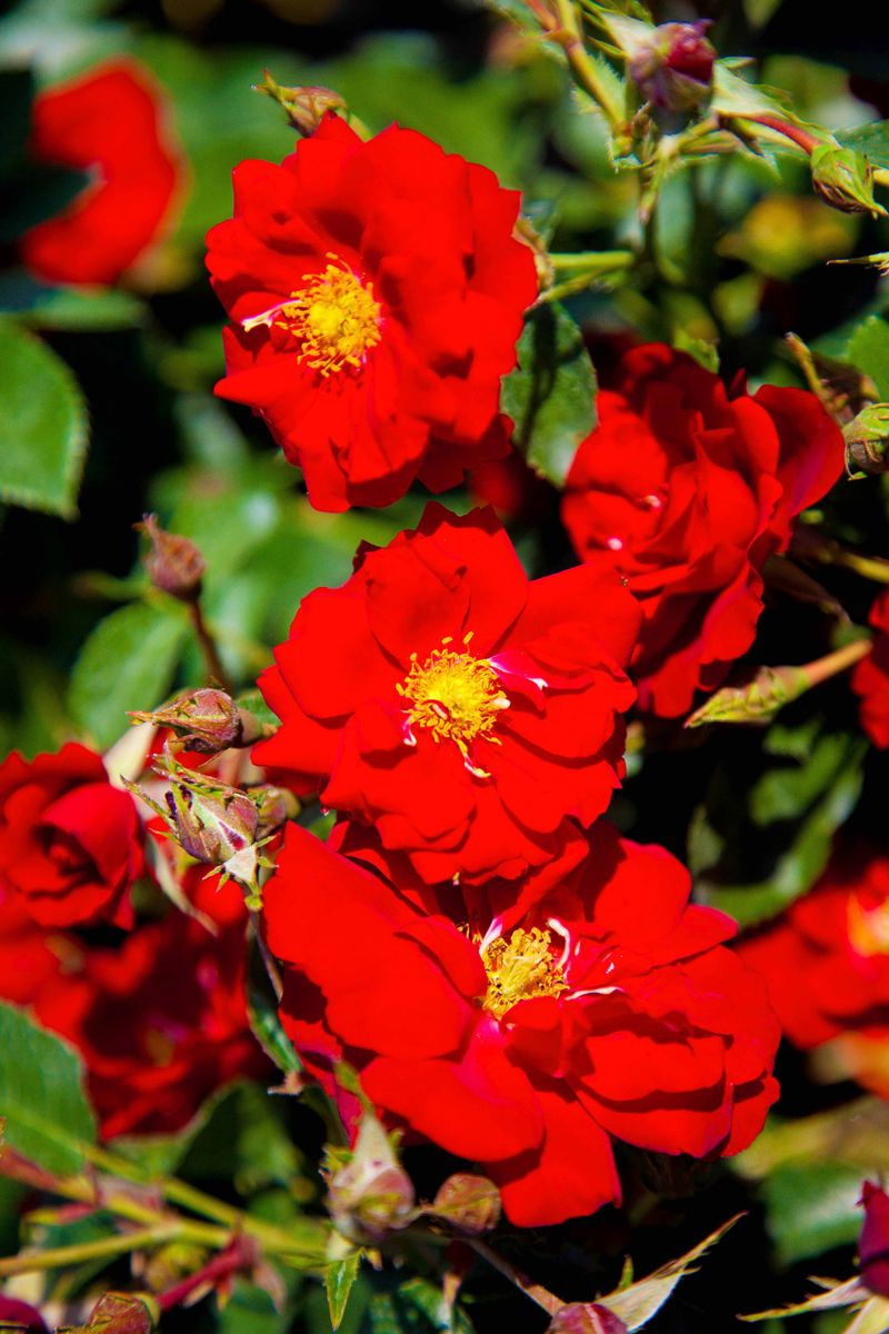 Strauchrose Austriana ® - Rosa Austriana ® günstig kaufen