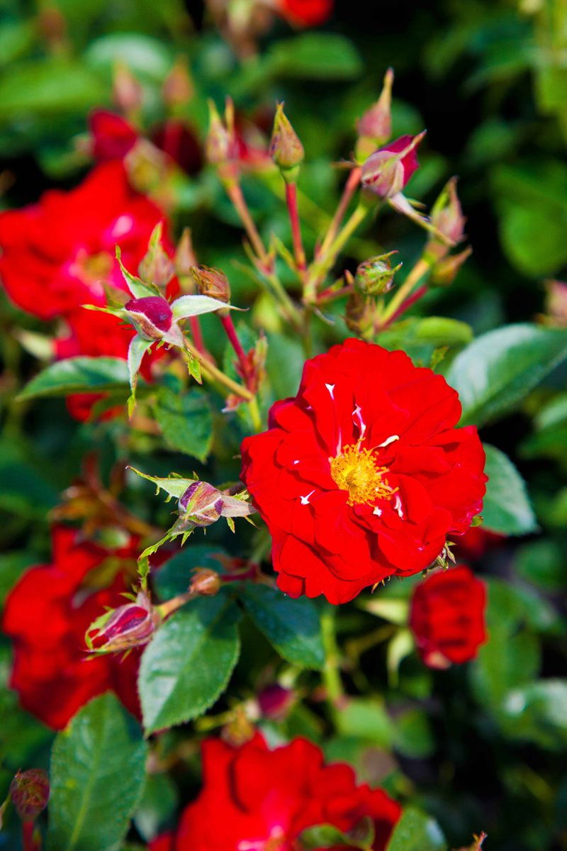 Strauchrose Austriana ® - Rosa Austriana ® günstig kaufen