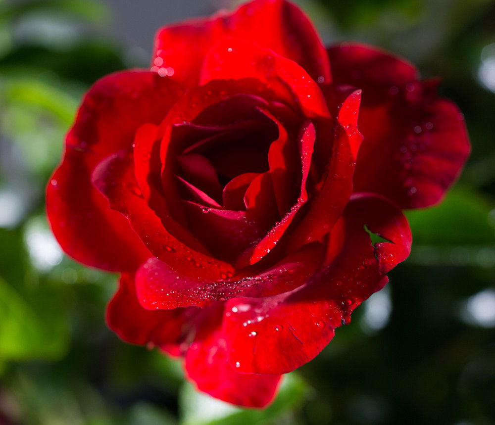 Strauchrose Austriana ® - Rosa Austriana ® günstig kaufen