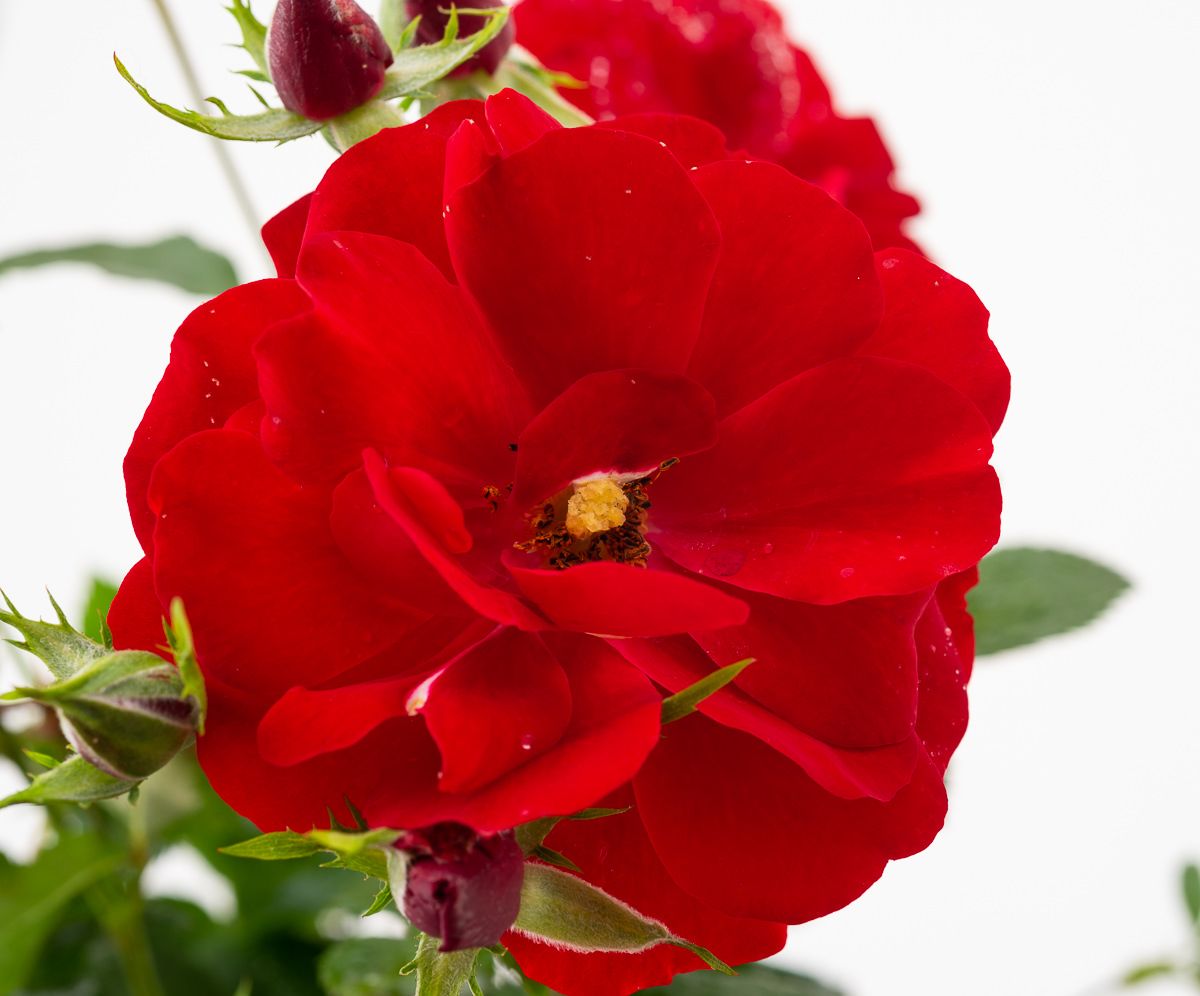 Strauchrose Austriana ® - Rosa Austriana ® günstig kaufen