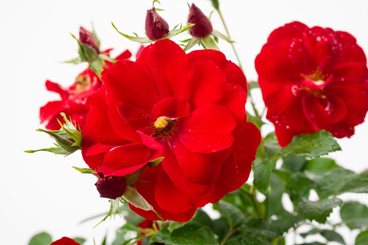 Strauchrose Austriana ® - Rosa Austriana ® günstig kaufen