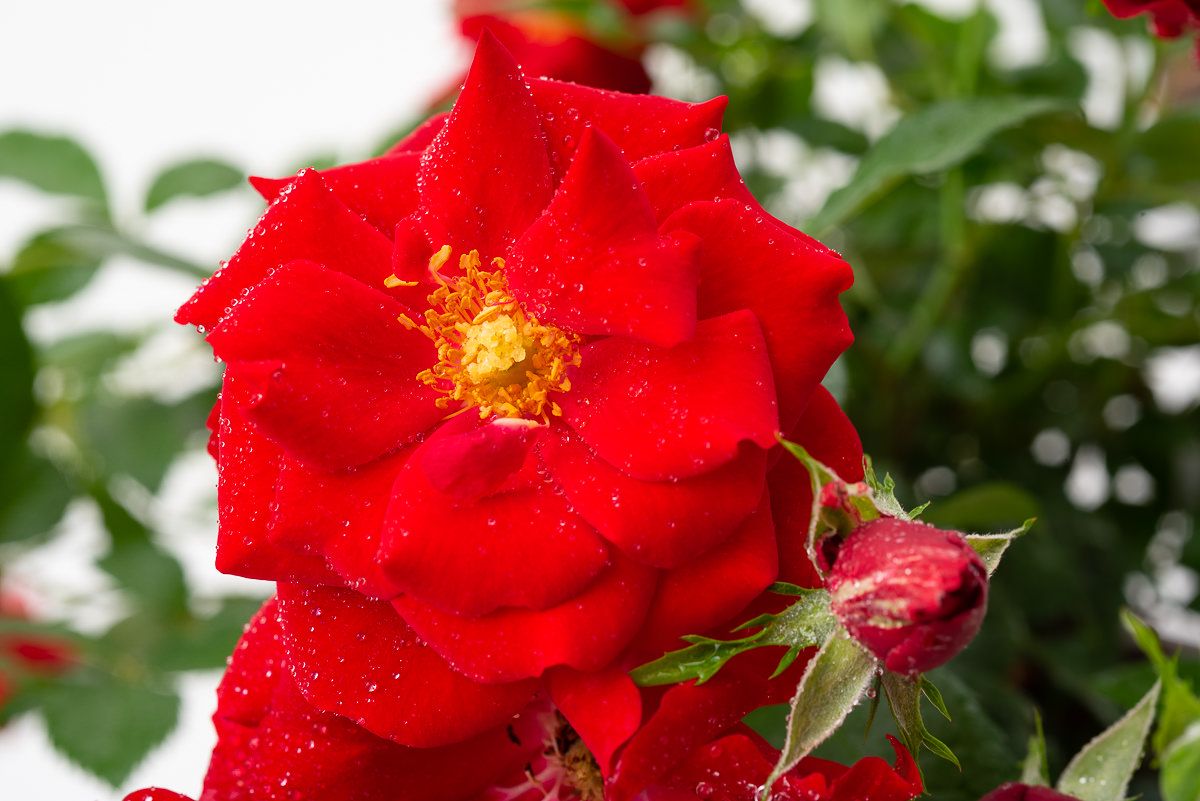 Strauchrose Austriana ® - Rosa Austriana ® günstig kaufen