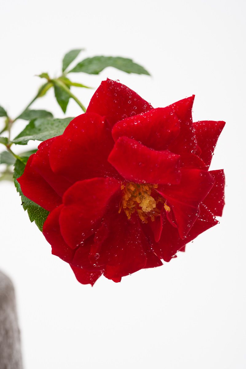 Strauchrose Austriana ® - Rosa Austriana ® günstig kaufen