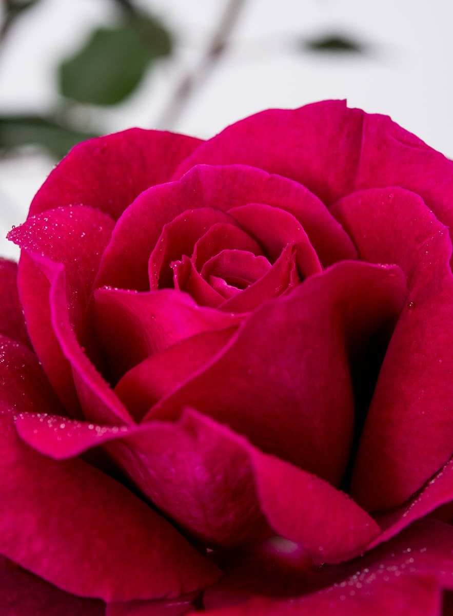 Rose Bellevue ® - Rosa Bellevue ® günstig kaufen