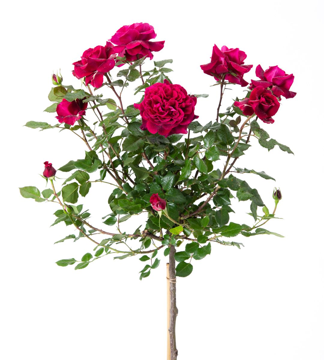 Rose Bellevue ® - Rosa Bellevue ® günstig online kaufen