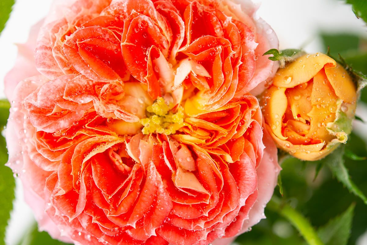 Starlet Rose Carmen ® - Rosa Carmen ® günstig kaufen