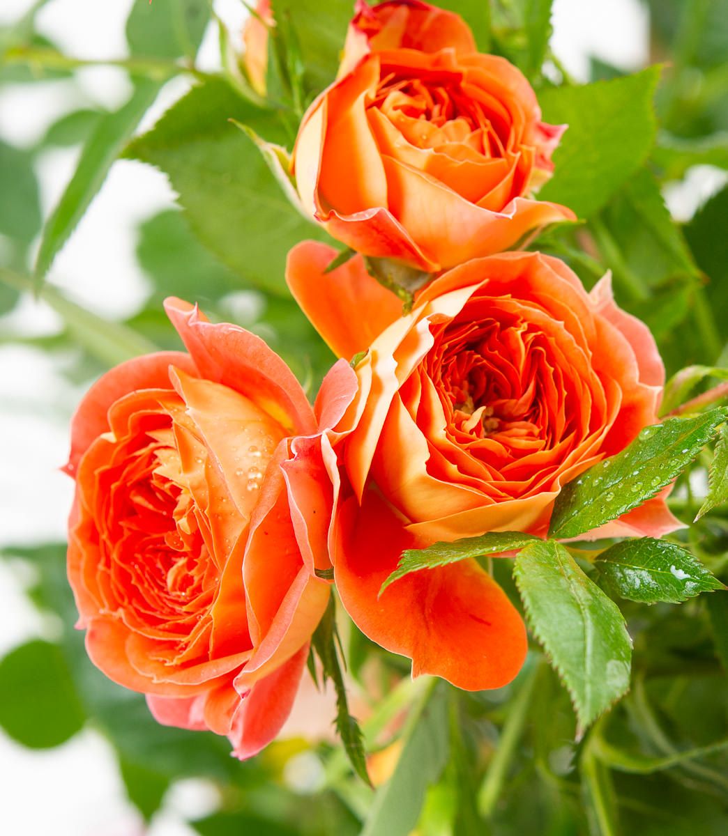 Starlet Rose Carmen ® - Rosa Carmen ® günstig kaufen