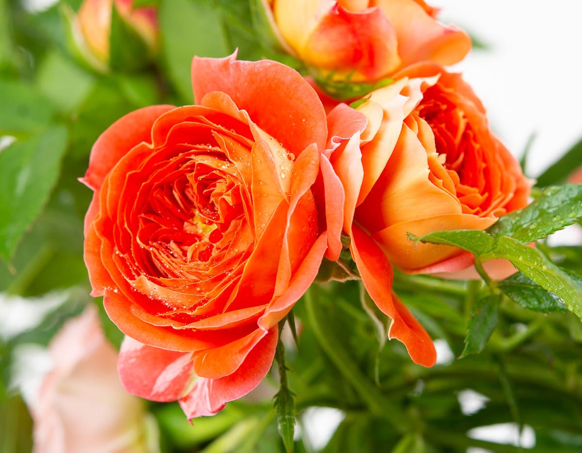 Starlet Rose Carmen ® - Rosa Carmen ® günstig kaufen