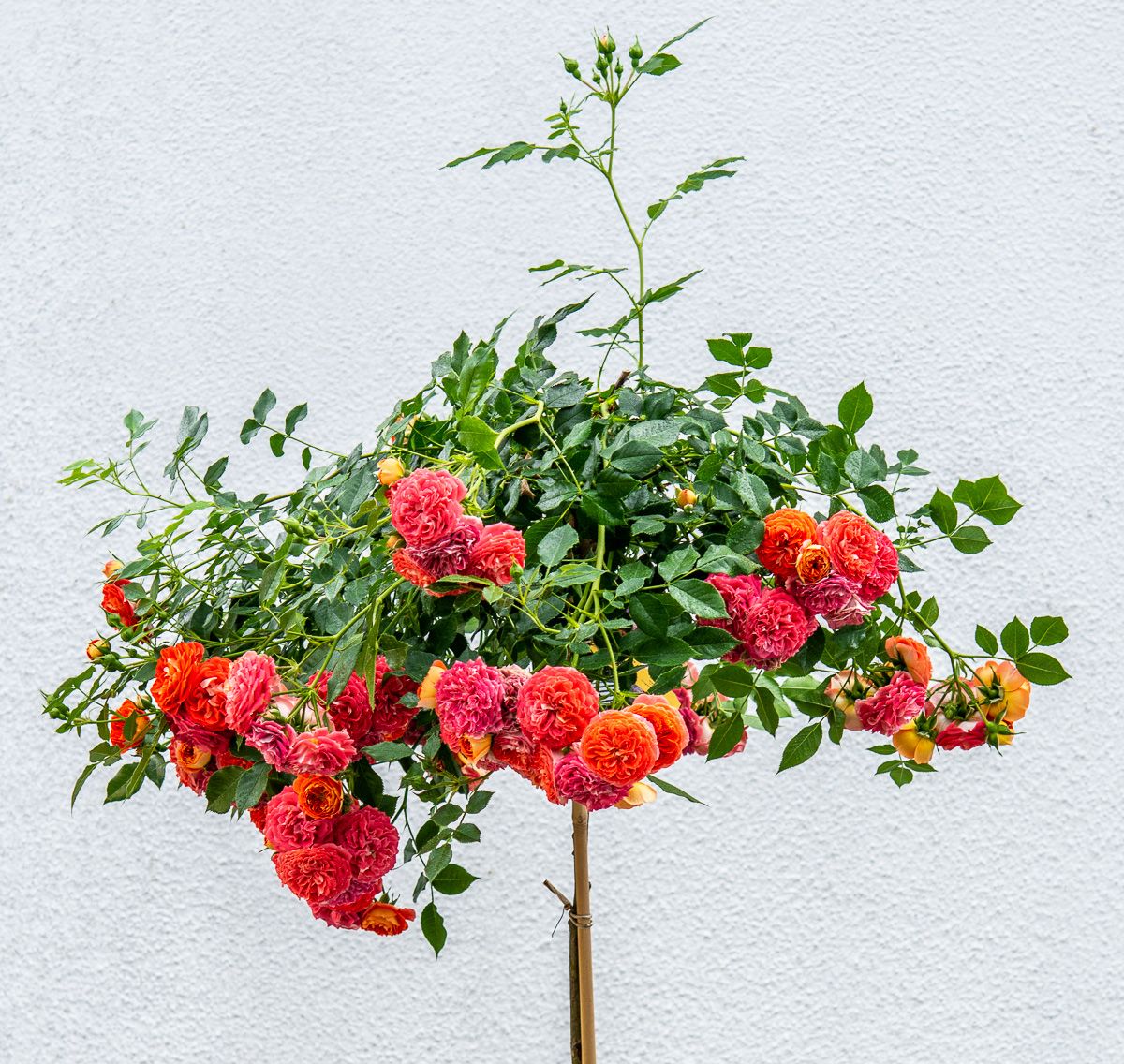 Starlet Rose Carmen ® - Rosa Carmen ® günstig kaufen