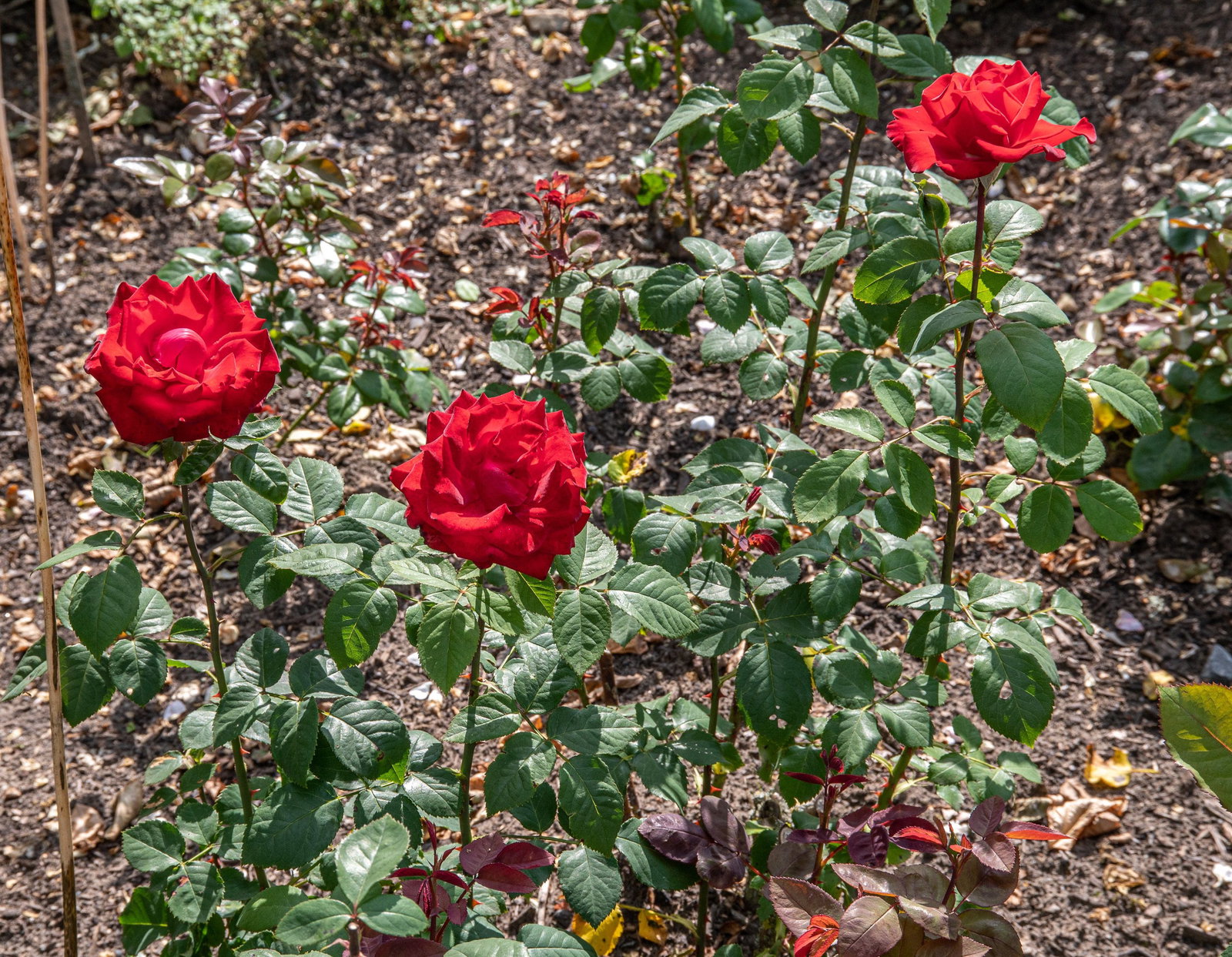 Rose Grande Amore ® - Rosa Grande Amore ® günstig kaufen