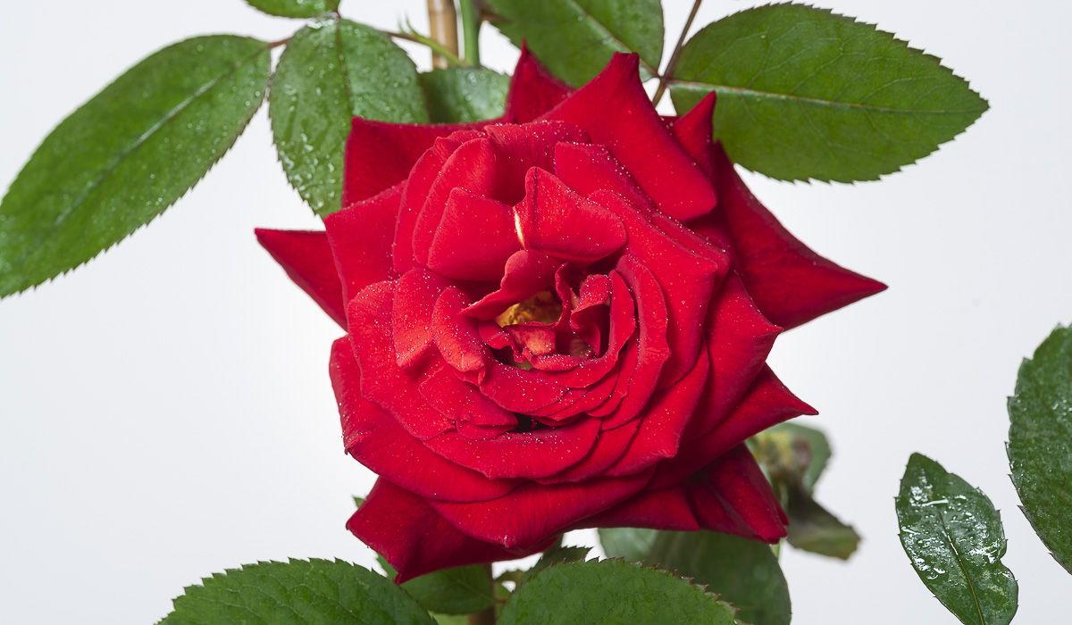 Rose Kleopatra ® - Rosa Kleopatra ® günstig kaufen