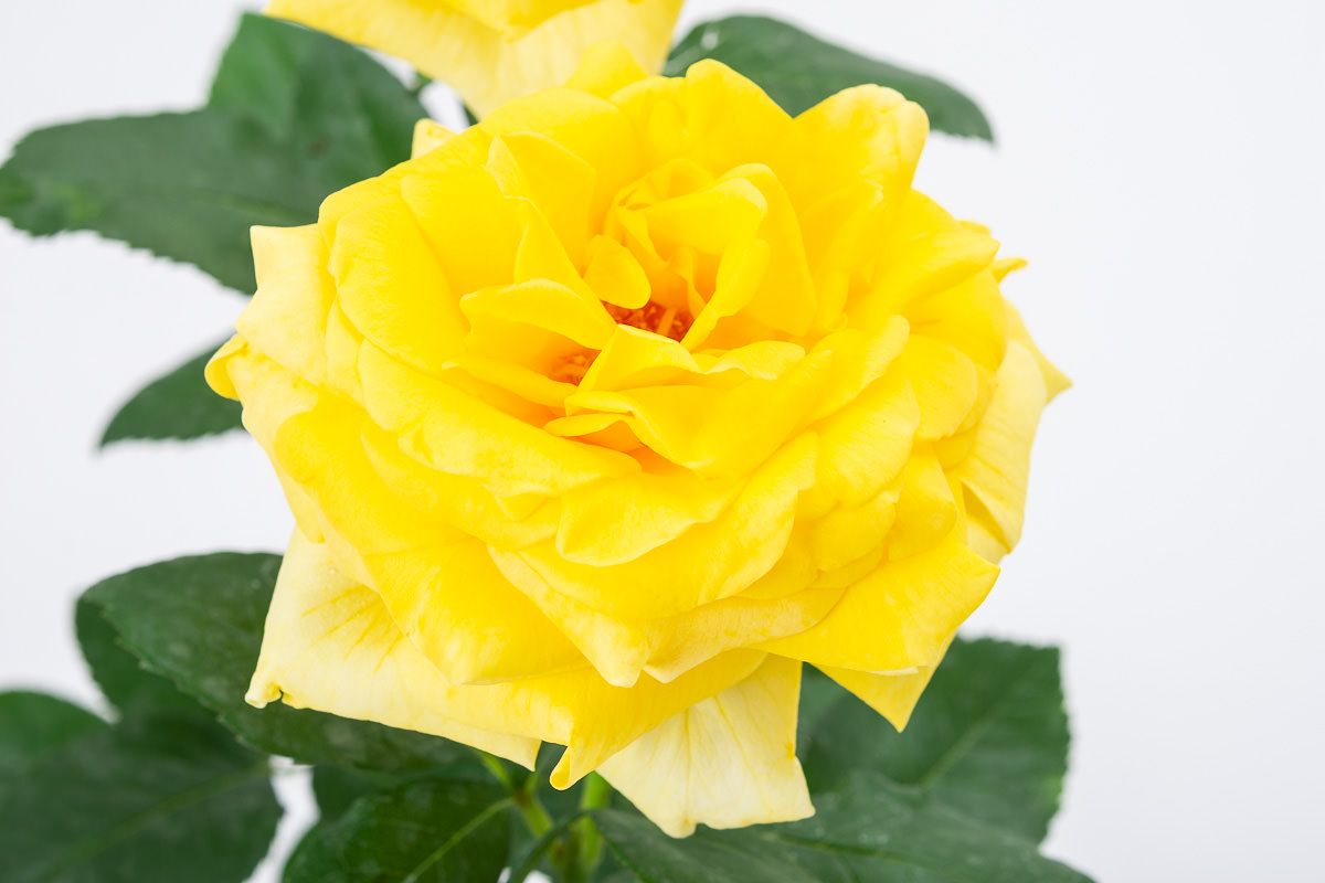 Edelrose Landora - Rosa Landora günstig kaufen