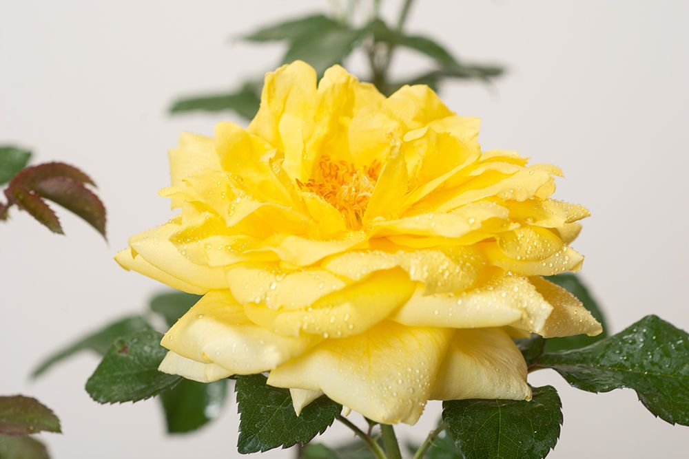 Edelrose Landora - Rosa Landora günstig kaufen