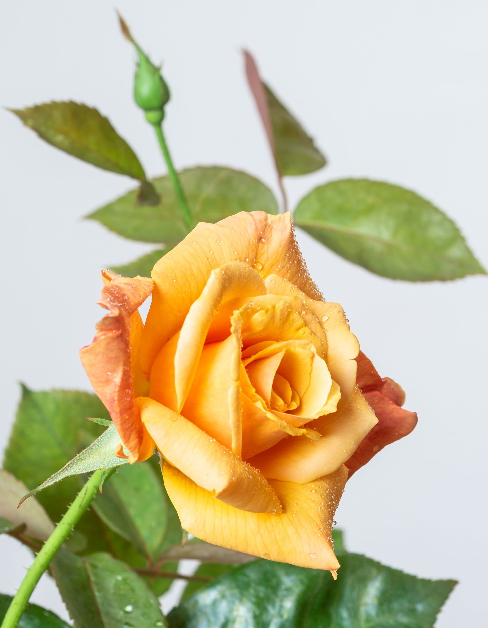 Rose Sunny Sky - Rosa Sunny Sky günstig kaufen