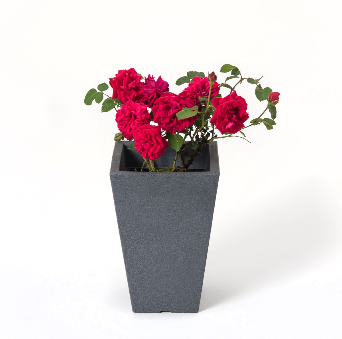 Beetrose Barbecue - Rosa Barbecue günstig kaufen