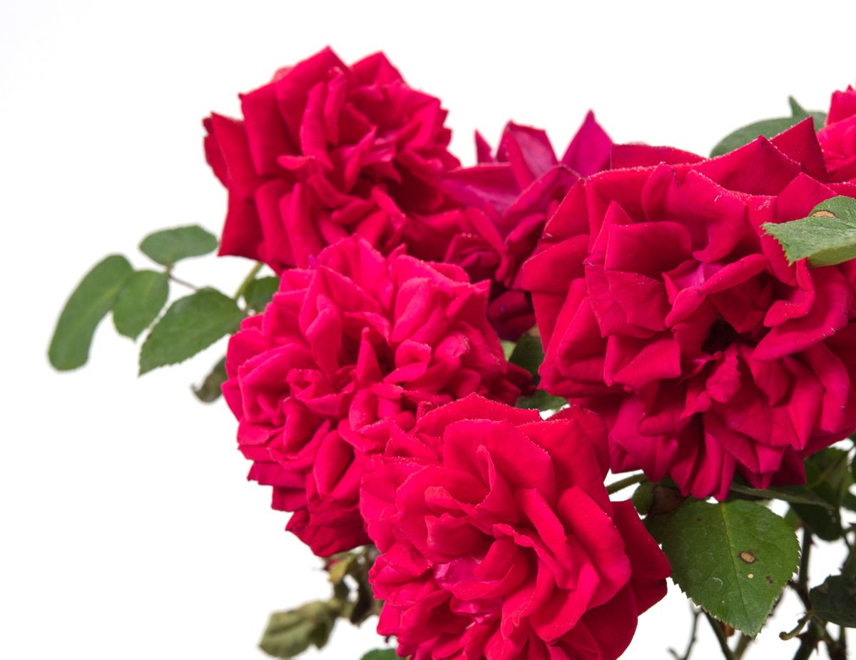 Beetrose Barbecue - Rosa Barbecue günstig kaufen