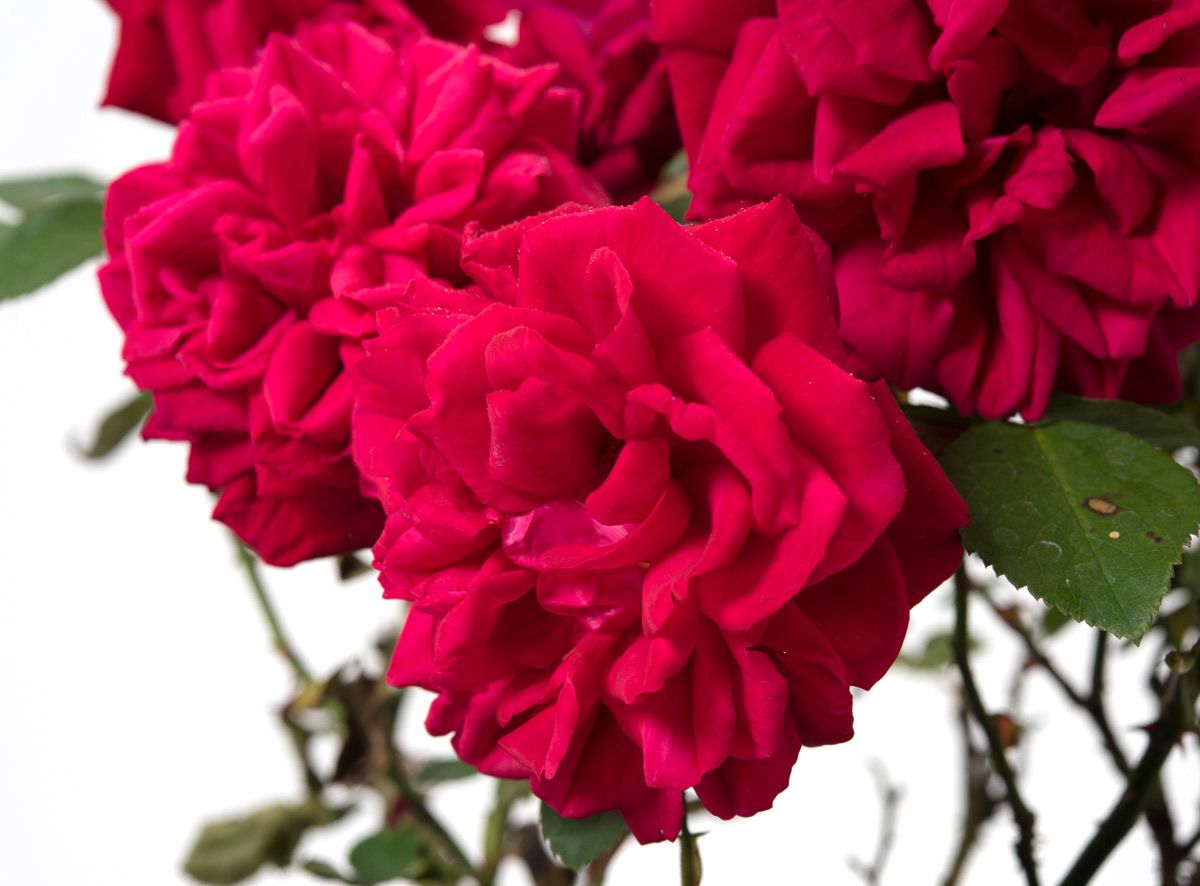 Beetrose Barbecue - Rosa Barbecue günstig kaufen