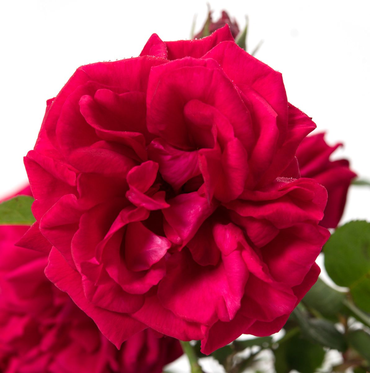 Beetrose Barbecue - Rosa Barbecue günstig kaufen