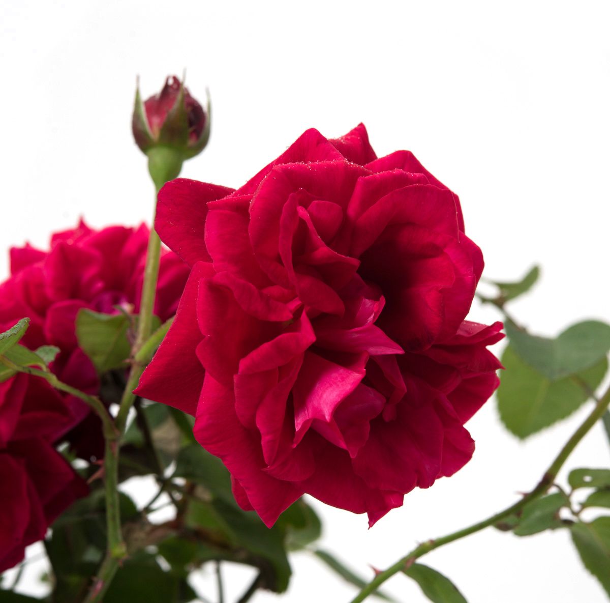 Beetrose Barbecue - Rosa Barbecue günstig kaufen