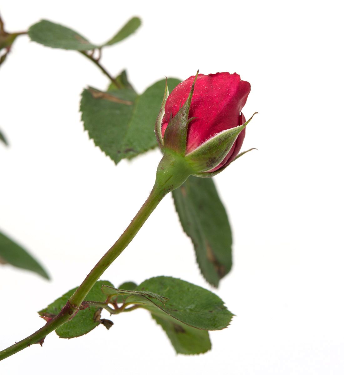 Beetrose Barbecue - Rosa Barbecue günstig kaufen