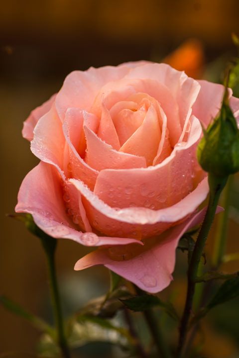 Rose Bengali - Rosa Bengali günstig kaufen