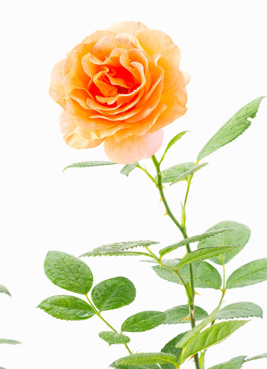 Rose Bengali - Rosa Bengali günstig kaufen