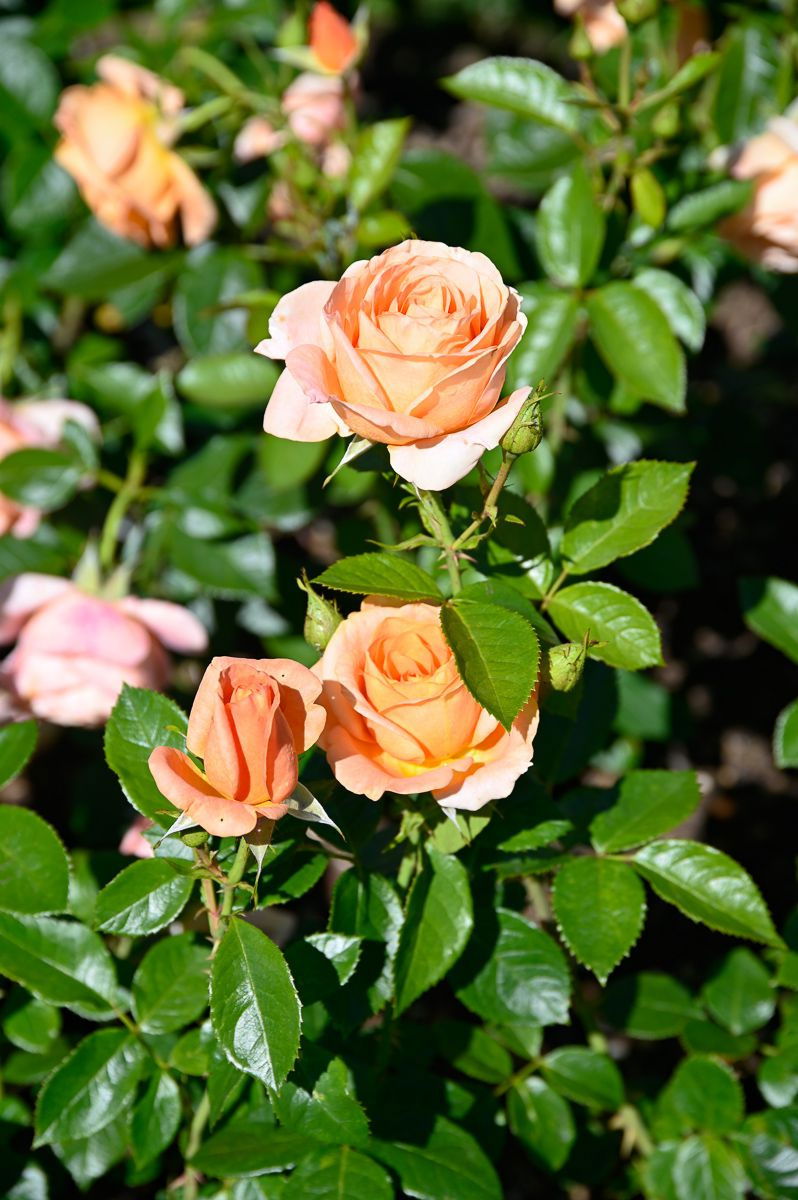 Rose Bengali - Rosa Bengali günstig kaufen