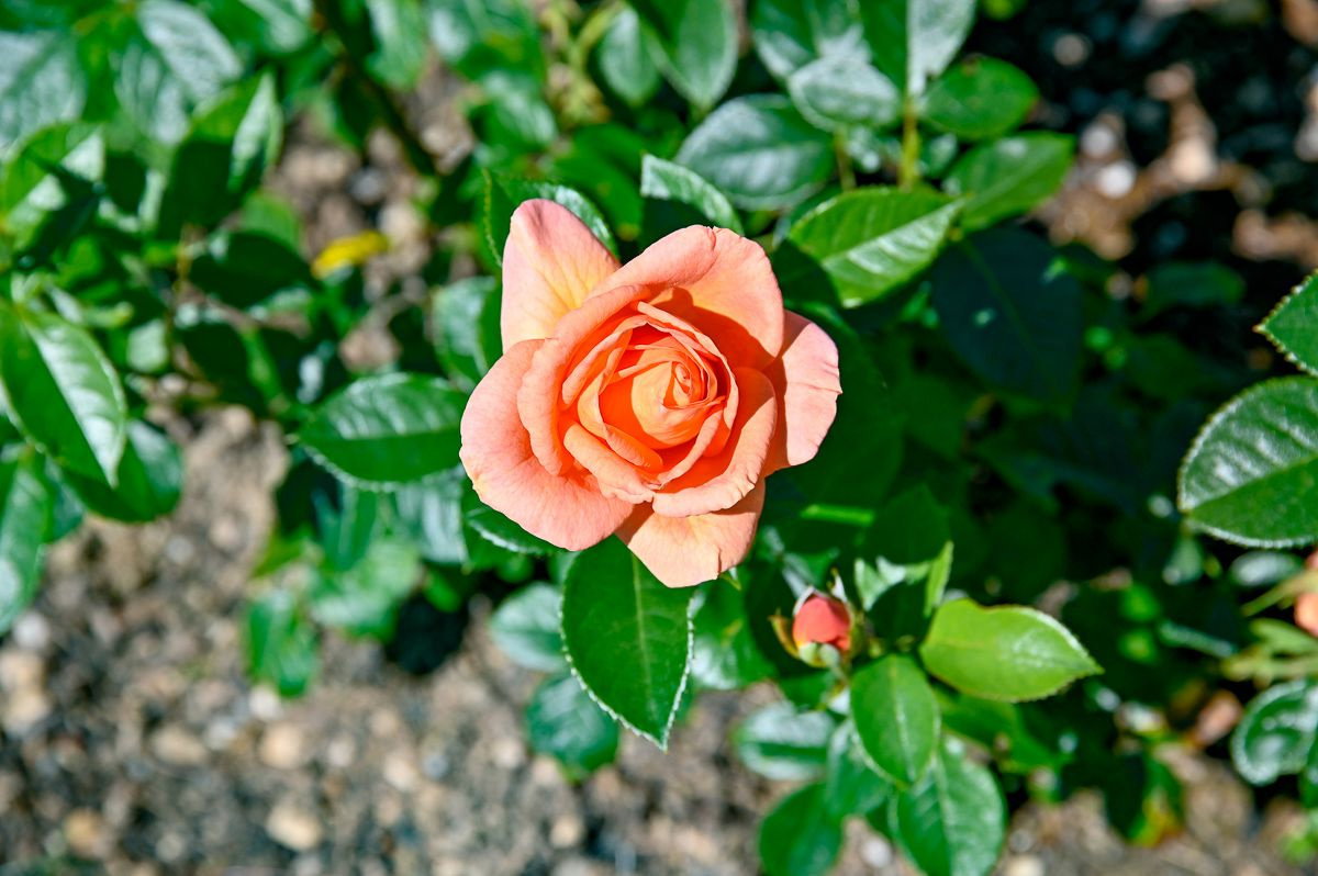 Rose Bengali - Rosa Bengali günstig kaufen