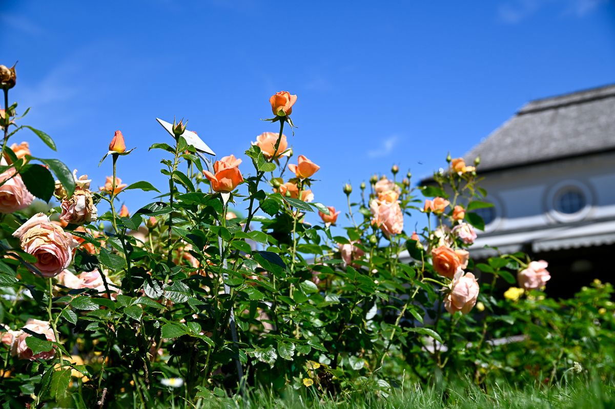 Rose Bengali - Rosa Bengali günstig kaufen