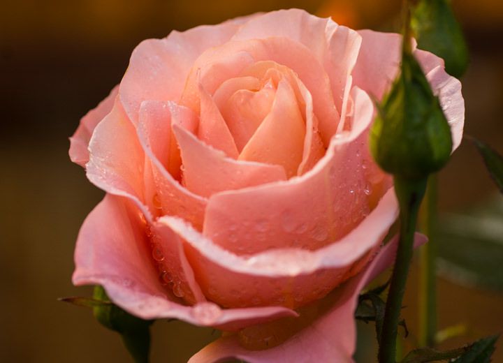 Rose Bengali - Rosa Bengali günstig kaufen
