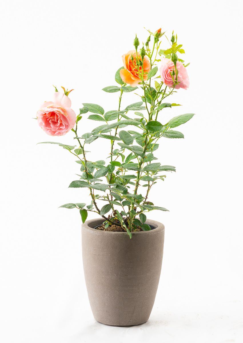 Rose Bengali - Rosa Bengali günstig kaufen