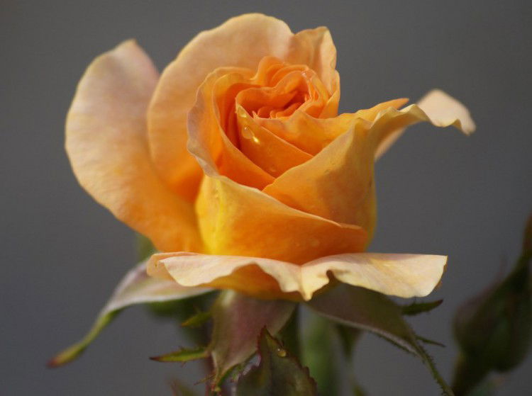 Rose Bengali - Rosa Bengali günstig kaufen