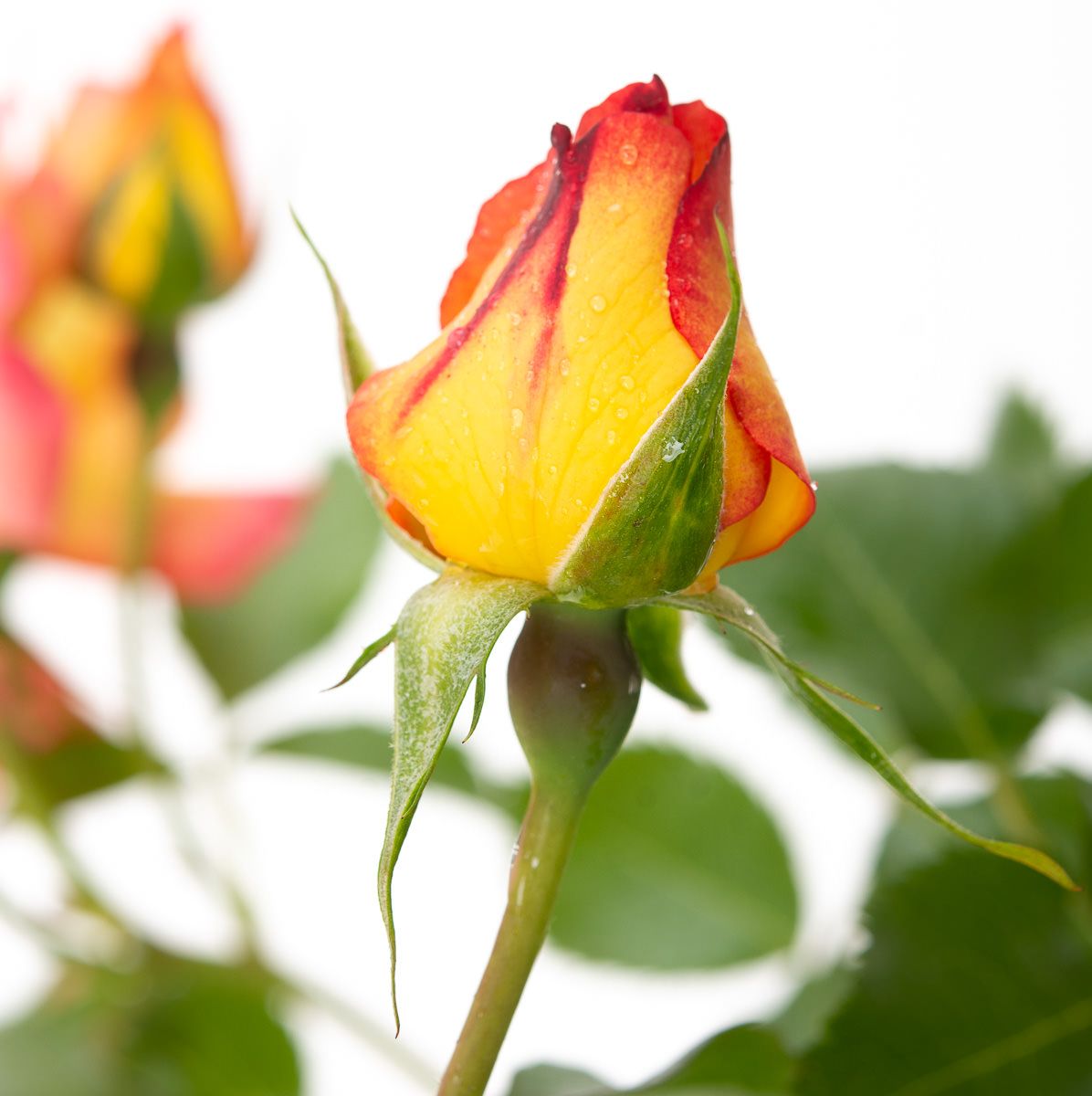 Rose Bonanza ® - Rosa Bonanza ® günstig kaufen