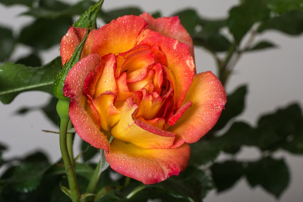 Rose Bonanza ® - Rosa Bonanza ® günstig kaufen