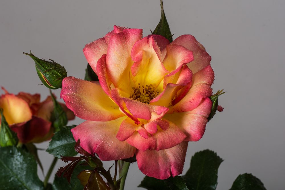 Rose Bonanza ® - Rosa Bonanza ® günstig kaufen