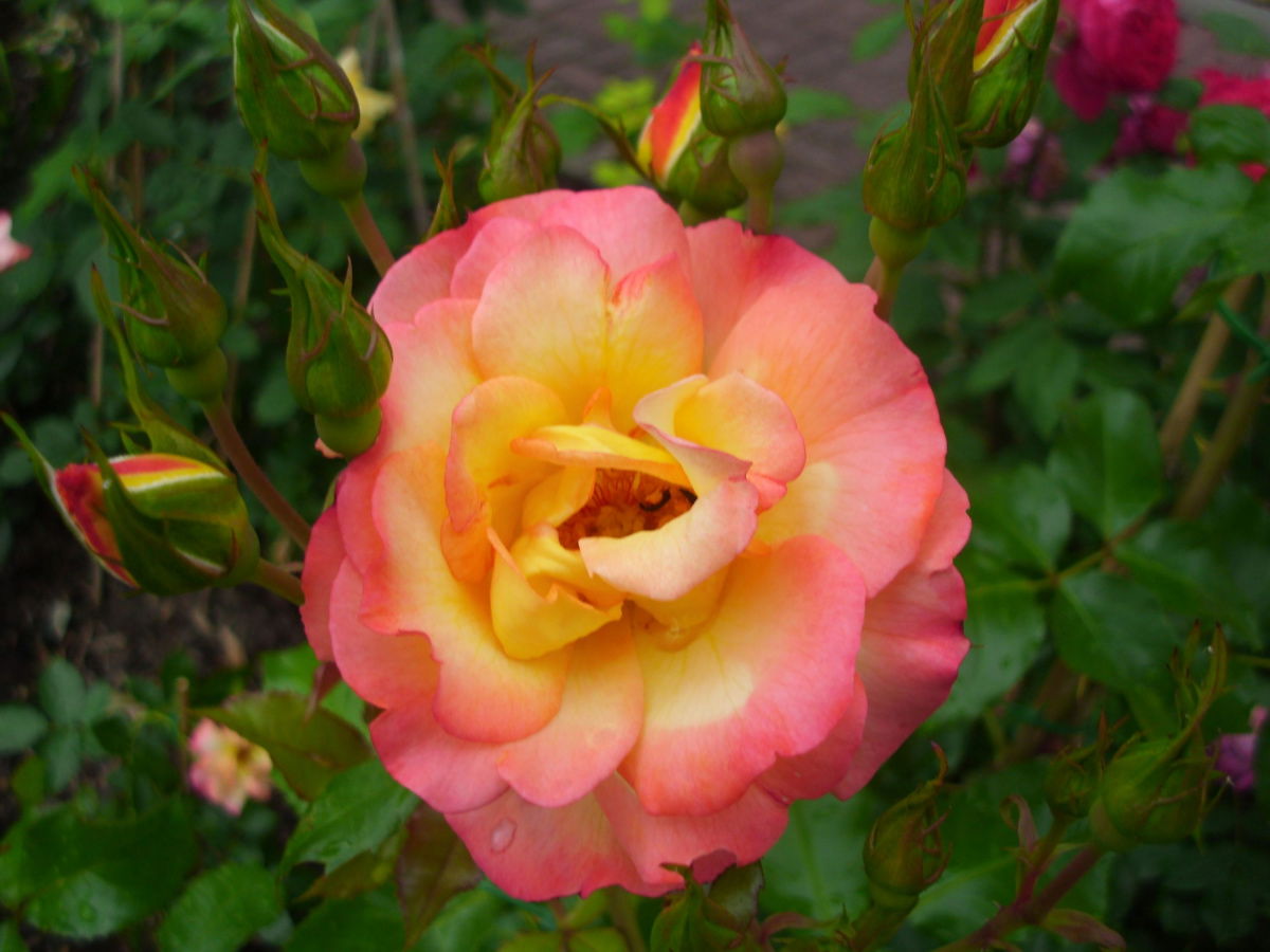 Rose Bonanza ® - Rosa Bonanza ® günstig kaufen