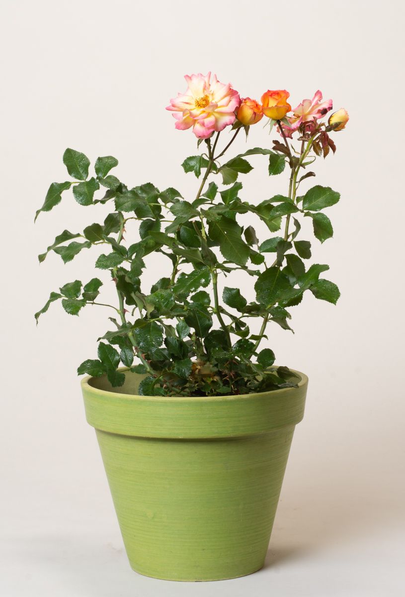 Rose Bonanza ® - Rosa Bonanza ® günstig kaufen