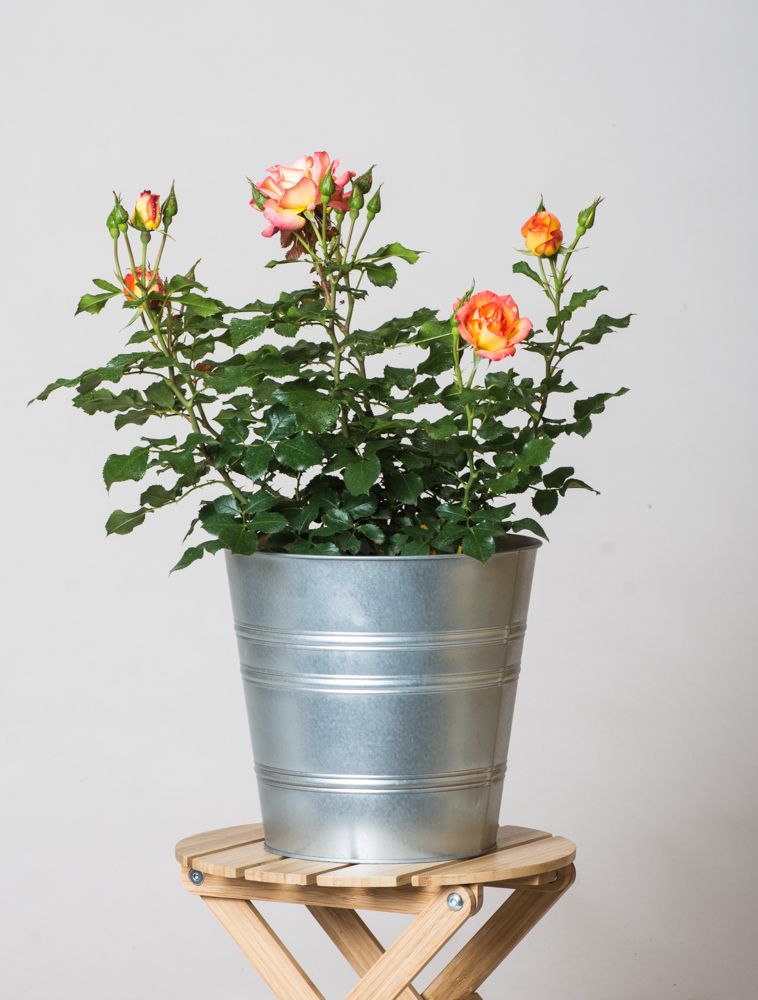 Rose Bonanza ® - Rosa Bonanza ® günstig kaufen