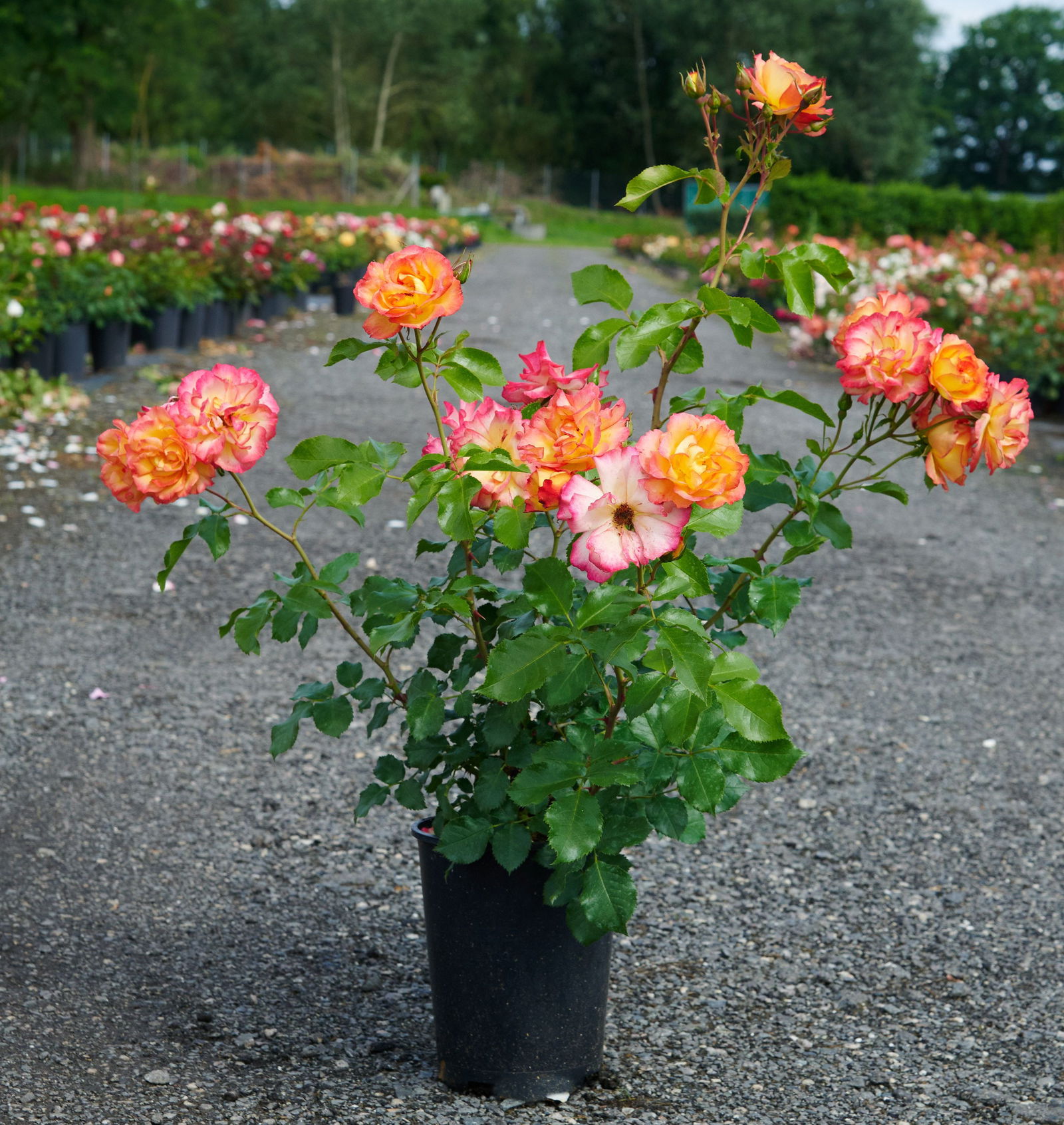 Rose Bonanza ® - Rosa Bonanza ® günstig kaufen