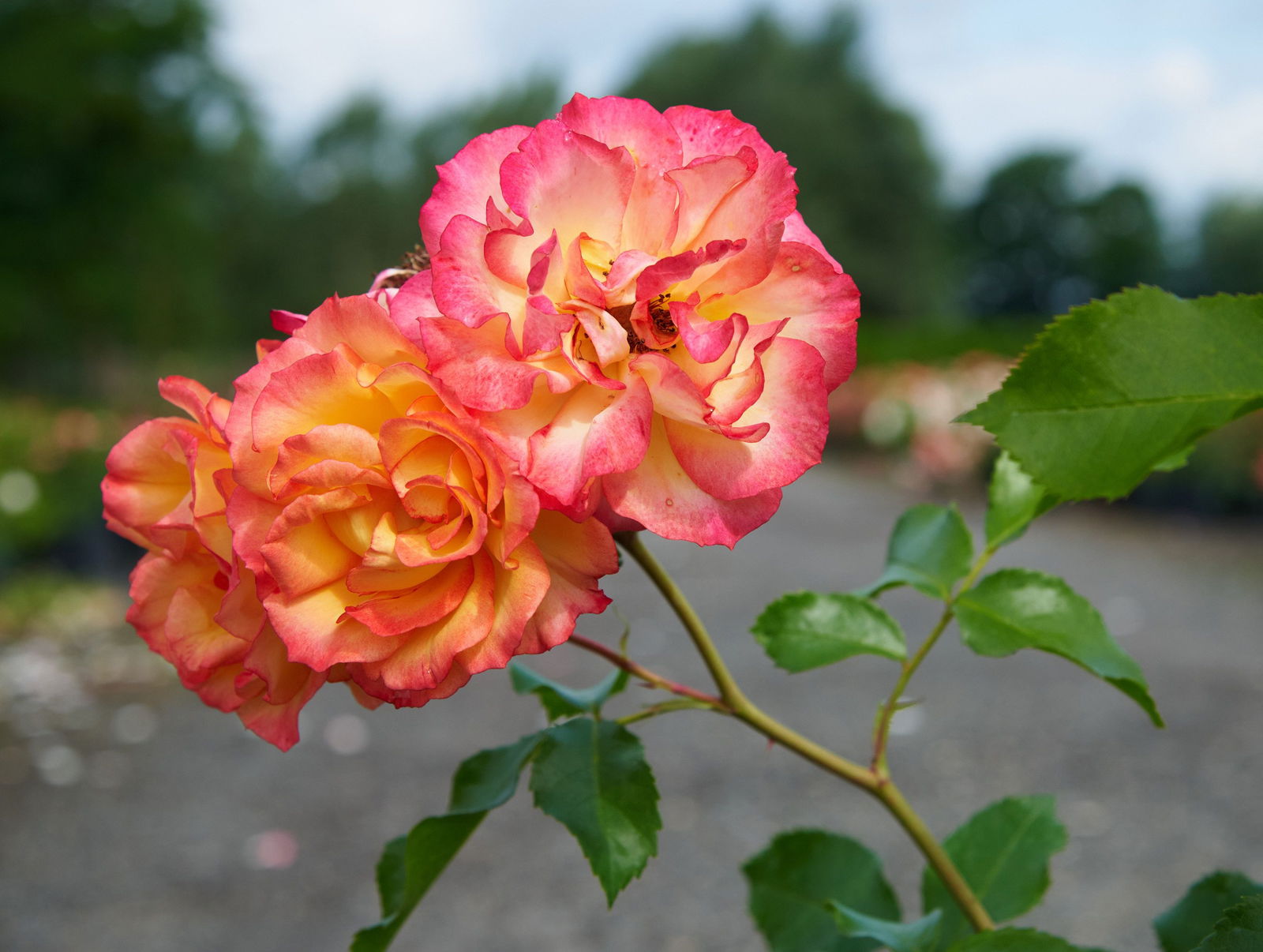 Rose Bonanza ® - Rosa Bonanza ® günstig kaufen