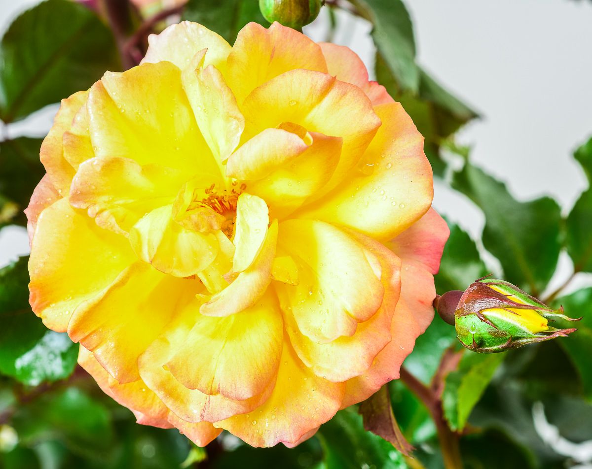 Rose Bonanza ® - Rosa Bonanza ® günstig kaufen