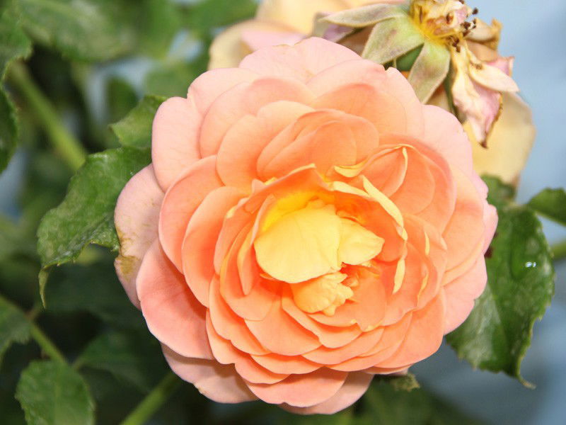 Strauchrose Concerto® - Rosa Concerto 94® günstig kaufen