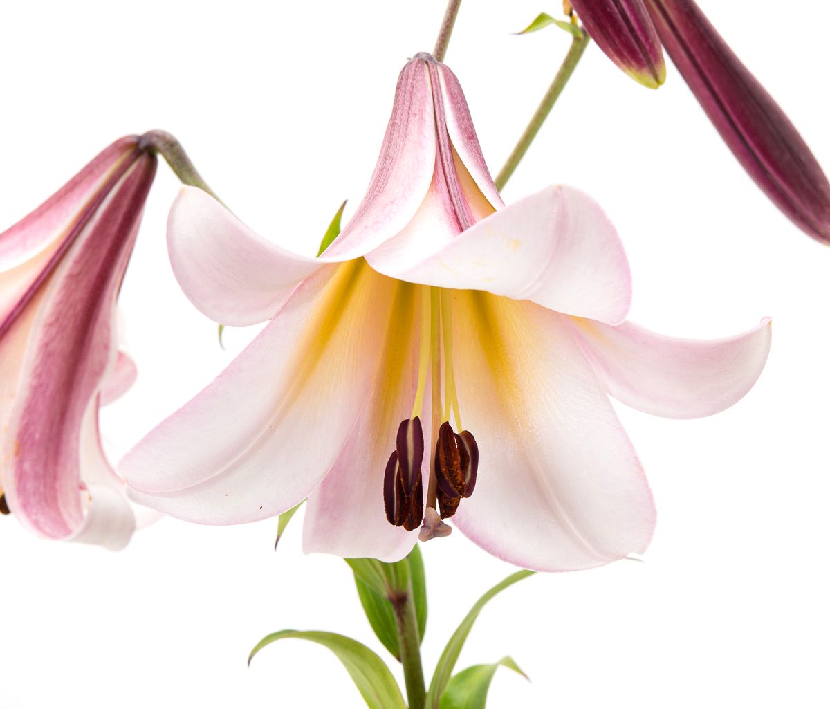 Oriental- Lilie Baferrari - Kiepenkerl Lilium x Hybrida günstig kaufen
