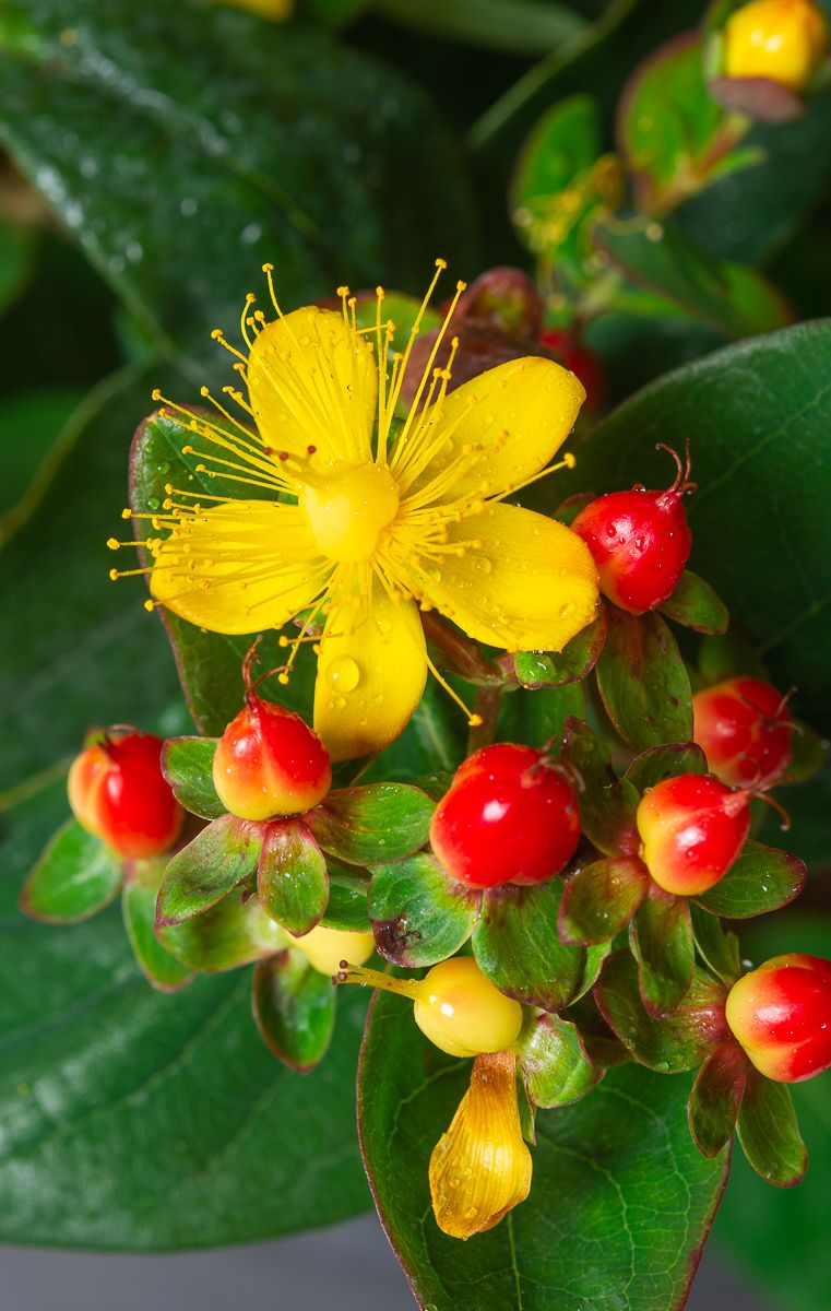 Johanniskraut Magical Lightning - Hypericum inodorum Magical Lightning ...