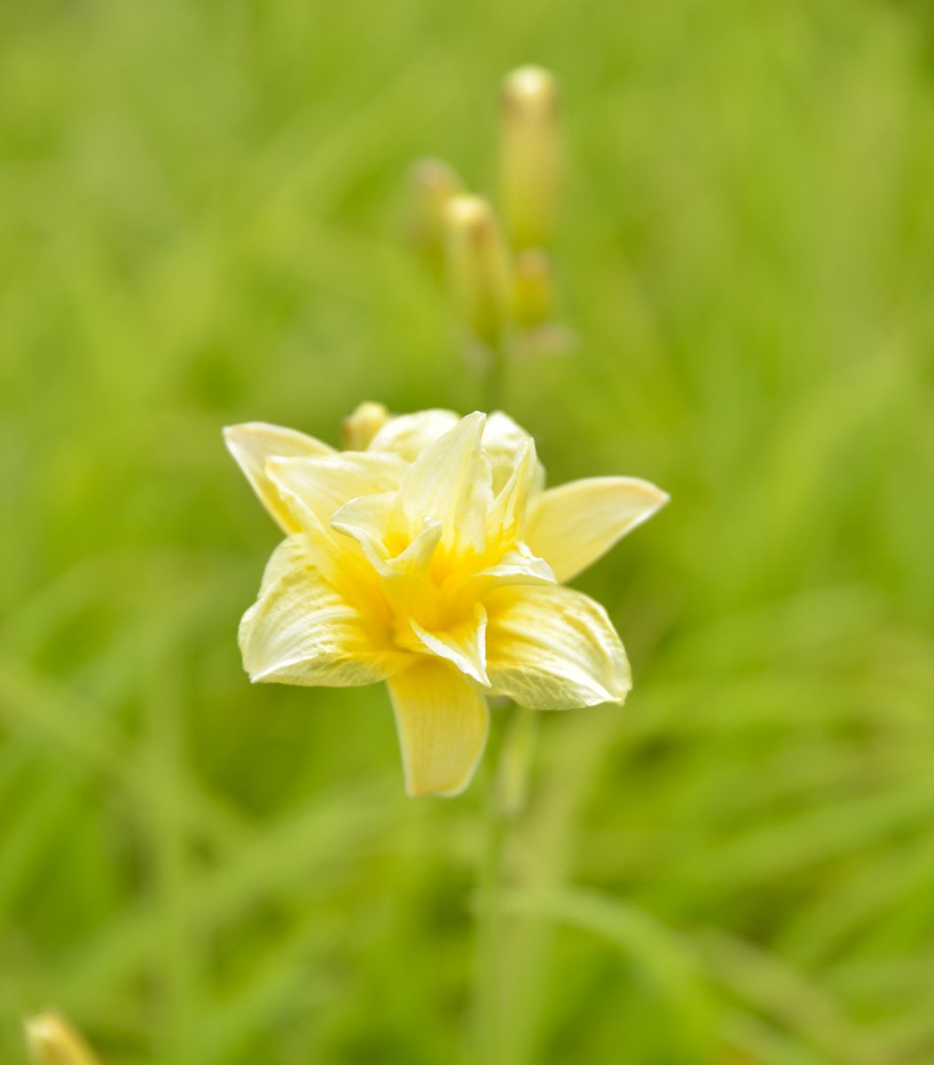 Taglilie Double River Wye - Hemerocallis x cultorum Double River Wye günstig kaufen