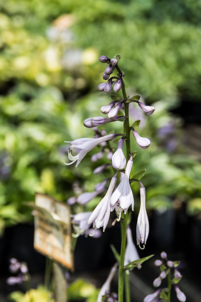 Garten-Funkie Gold Edger - Hosta x cult. Gold Edger günstig kaufen