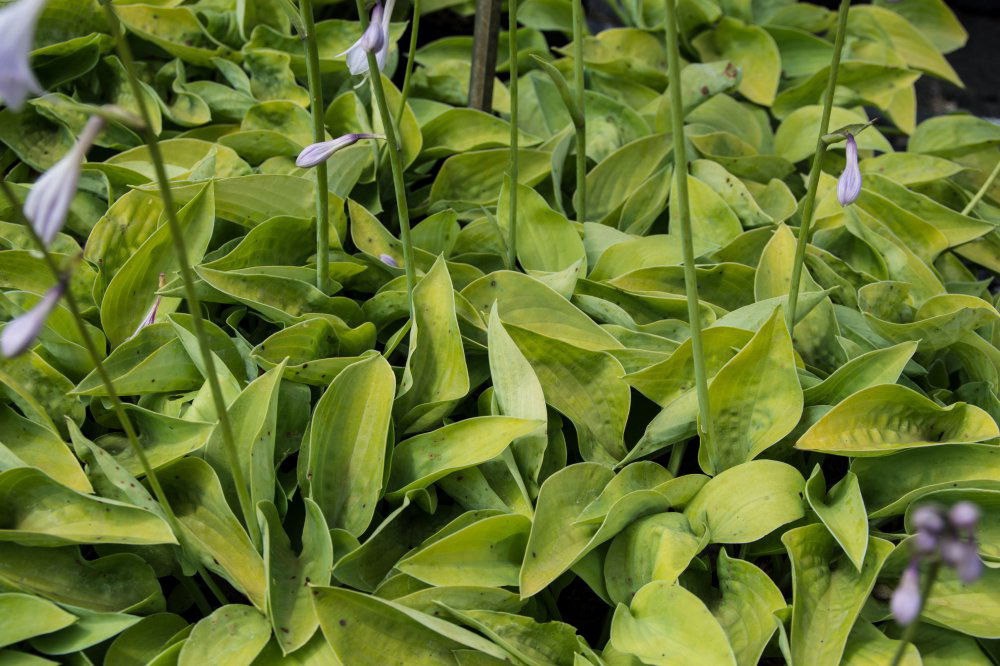 Garten-Funkie Gold Edger - Hosta x cult. Gold Edger günstig kaufen