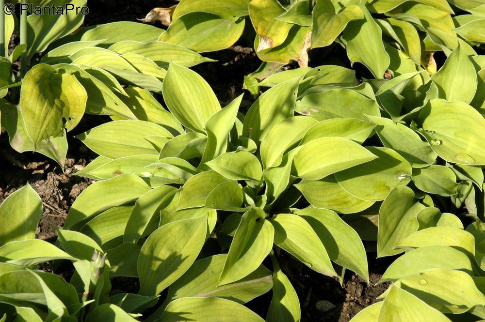 Garten-Funkie Gold Edger - Hosta x cult. Gold Edger günstig kaufen